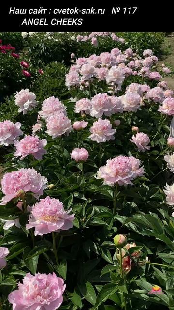 Травянистый "ANGEL CHEEKS"/Сад Ворошиловой