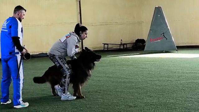 1 Отл. Team del Sol Nascente FERRO +++ №73. БРОННИЦЫ 14 марта`26 Моно немецких овчарок