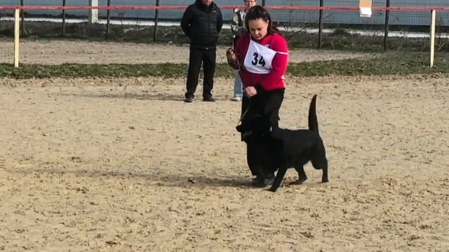 1 Отл. UNIQUE v. Niederbuhler Tor Лучшая защита! №34. НОВОРОССИЙСК 21 марта`26 Моно немецких овчарок