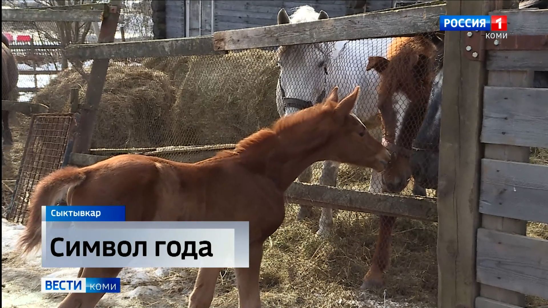 В конном центре «Аврора» появился на свет рыжий жеребёнок