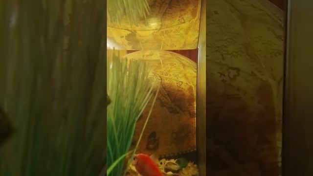 Наш аквариум СТРИМ