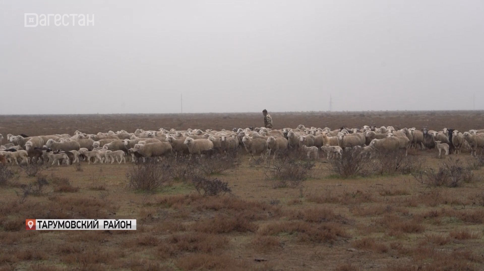 В Дагестане в разгаре ягнение овец
