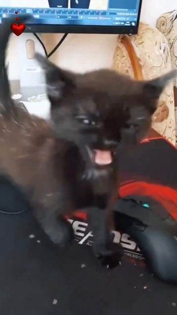 Милый маленький котенок. 😻Веселые котики. Коты хулиганы! Невероятные трюки! #кот #хулиган #трюк