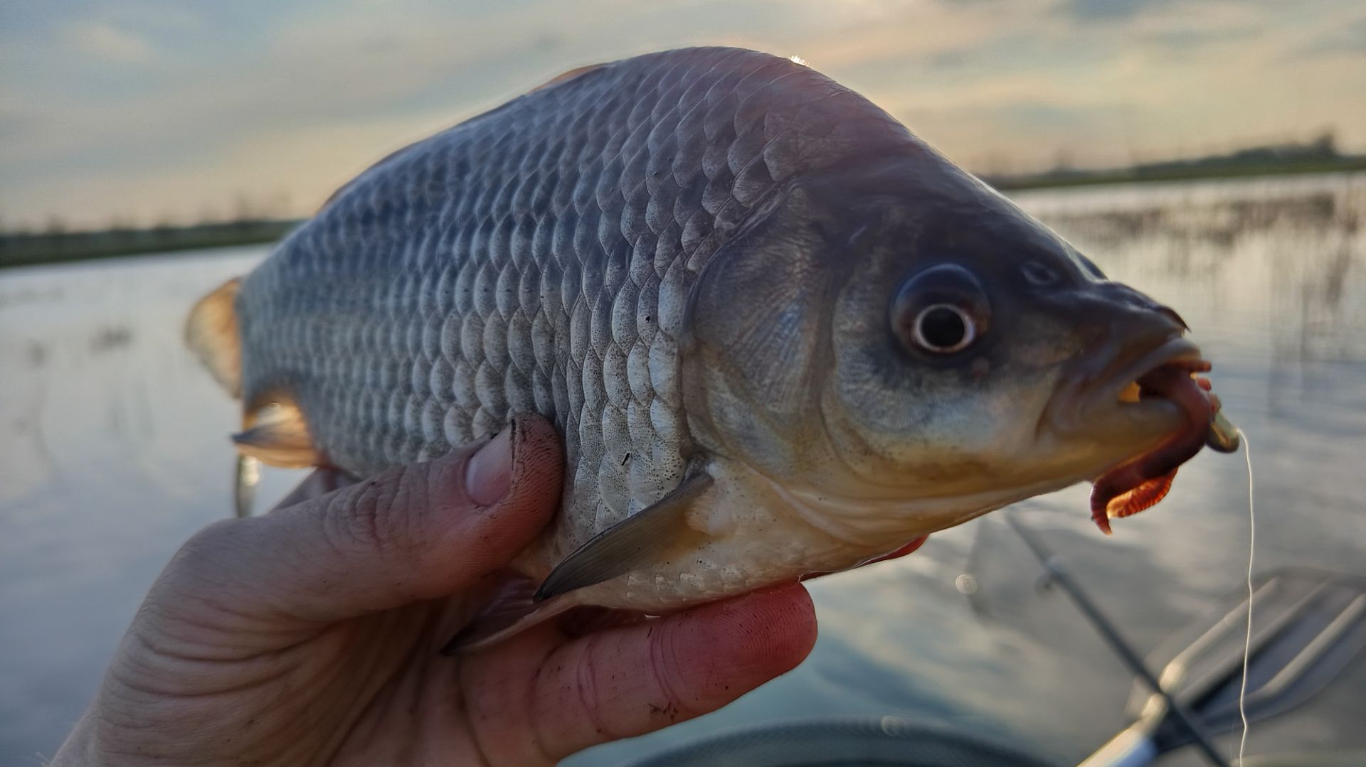 Поклевки карася на гусиное перо крупным планом весна 2026