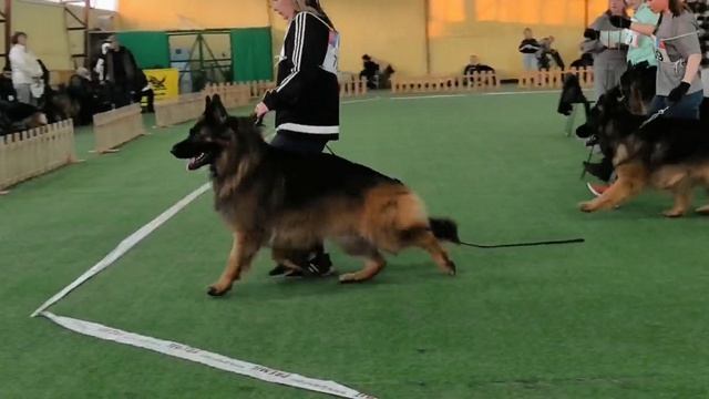 РАБОЧИЙ КОБЕЛИ ДШ / КЧК БРОННИЦЫ 14 марта`26 З.Данильченко Моно немецких овчарок