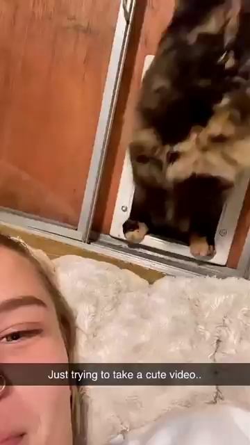 ПОСЛЕДНИЙ МЕНЯ ДОБИЛ 😂 Самый смешной кот в подборке 🐱 Приколы 2026 🔥