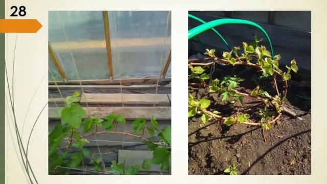 Весна на винограднике.  Мастер-класс. Марценюк Надежда