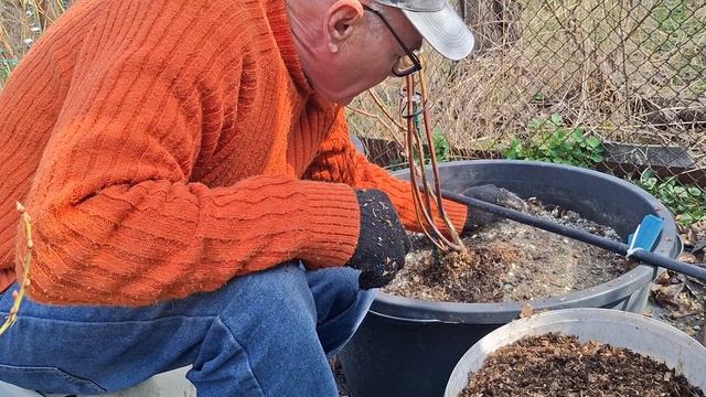 Удобряем голубику весной