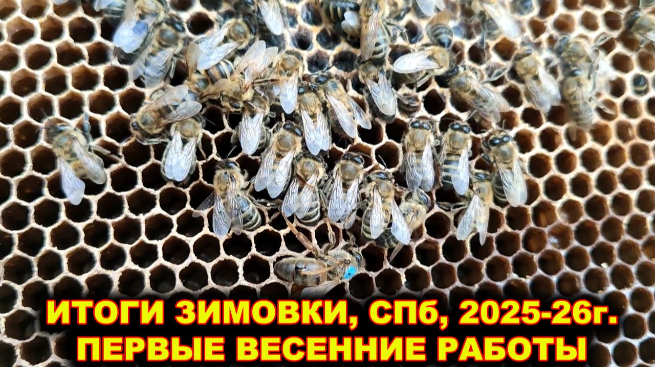 Итоги зимовки, СПб 2025 - 26 г. Первые весенние работы.
