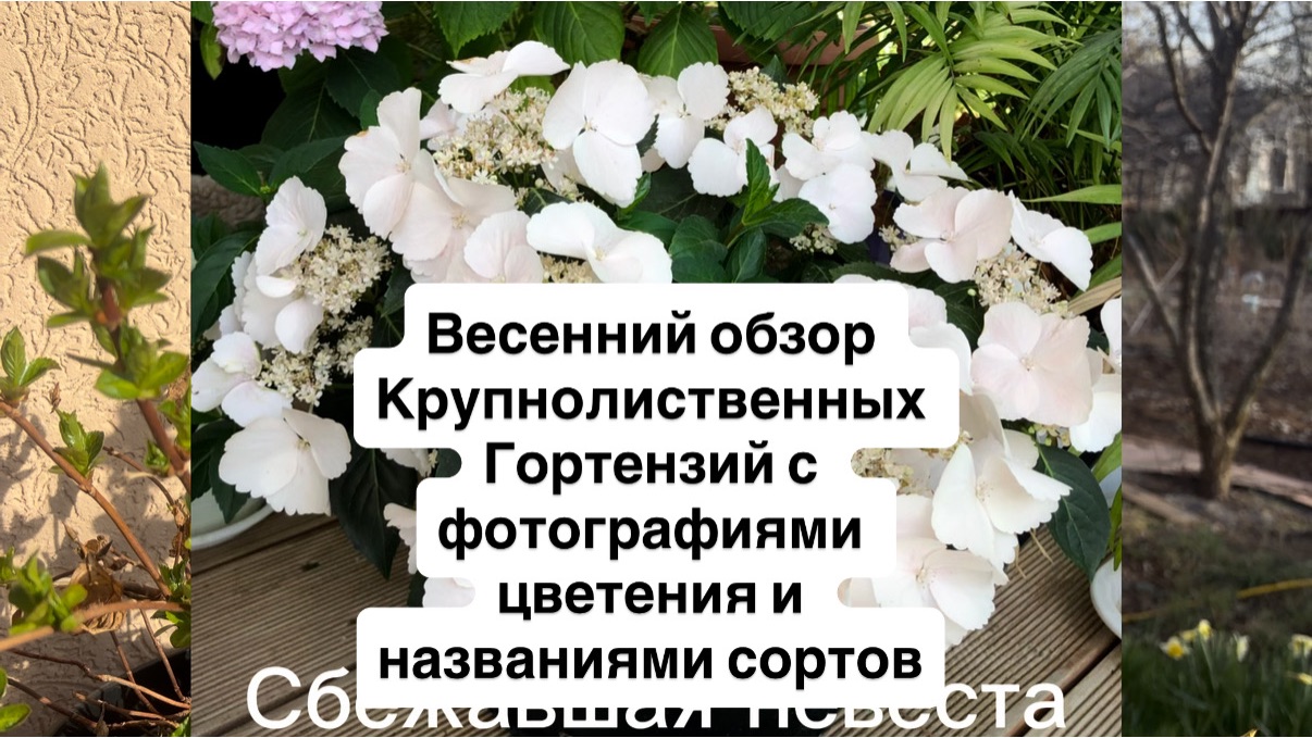 Весенний обзор Крупнолиственных Гортензий с фотографиями цветения и названиями сортов