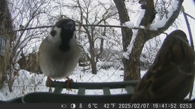 Птицы на кормушке в САДУ / ФОТОЛОВУШКА в саду