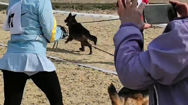 ЮНИОРЫ СУКИ / КЧК НОВОРОССИЙСК 21 марта`26 K.Sozeri Моно немецких овчарок