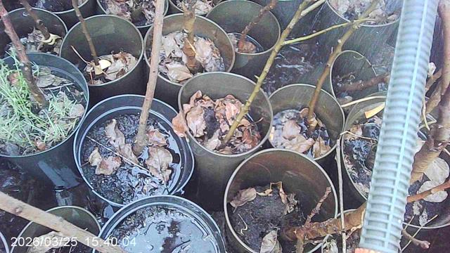 Полив саженцев в марте 2026