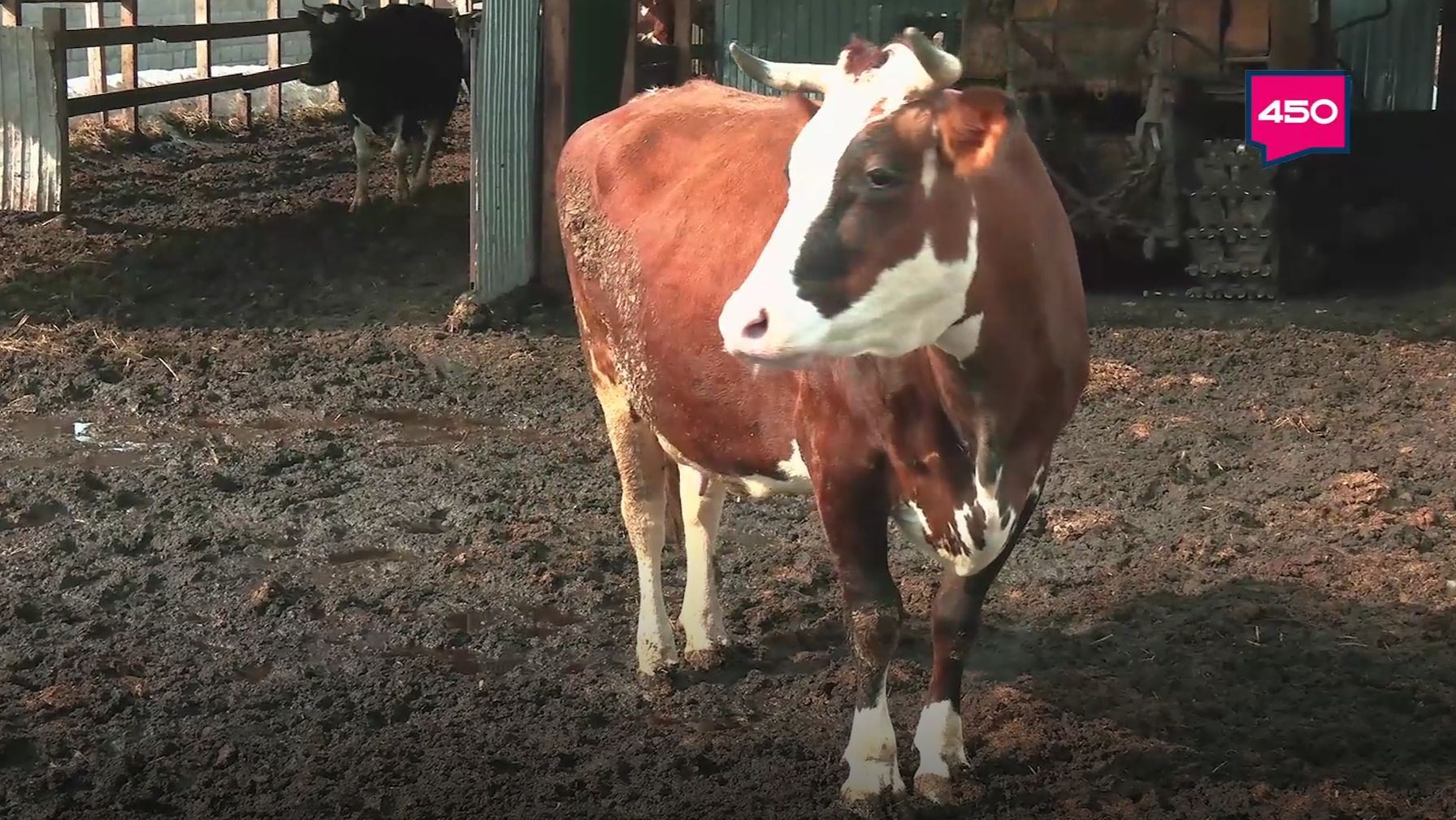 От двух коров до сыроварни. Агрокурьер