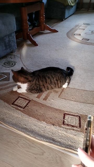 Весёлый кот.