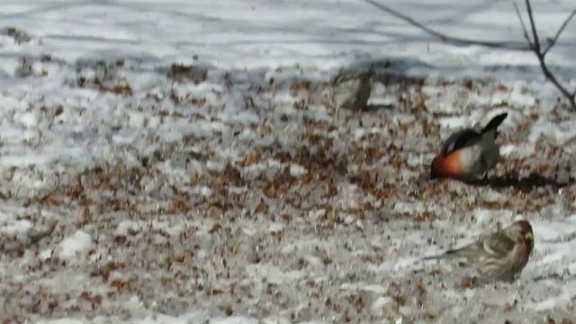 Снегири и чечётки(Почему вперемешку категории у меня)раньше по алфавиту были.