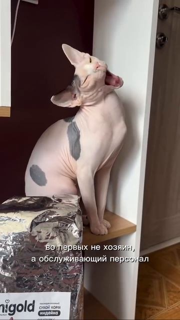 Когда взгляд решает 😄👌 Контент от наших любимых покупателей и их хозяев 😚😋