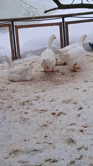 Гусиный разговор