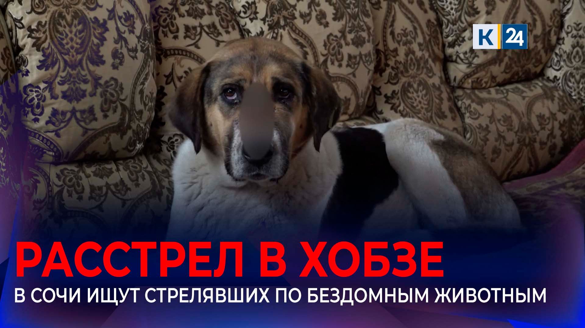 Местные жители рассказали подробности расстрела бездомных собак в Сочи