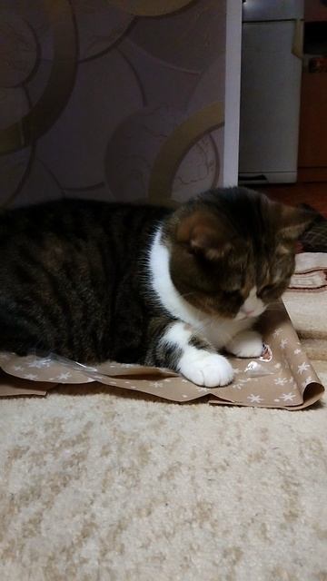 Смешной кот