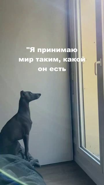 ЛЕВРЕТКА МЕДИТИРУЕТ И ВДРУГ...