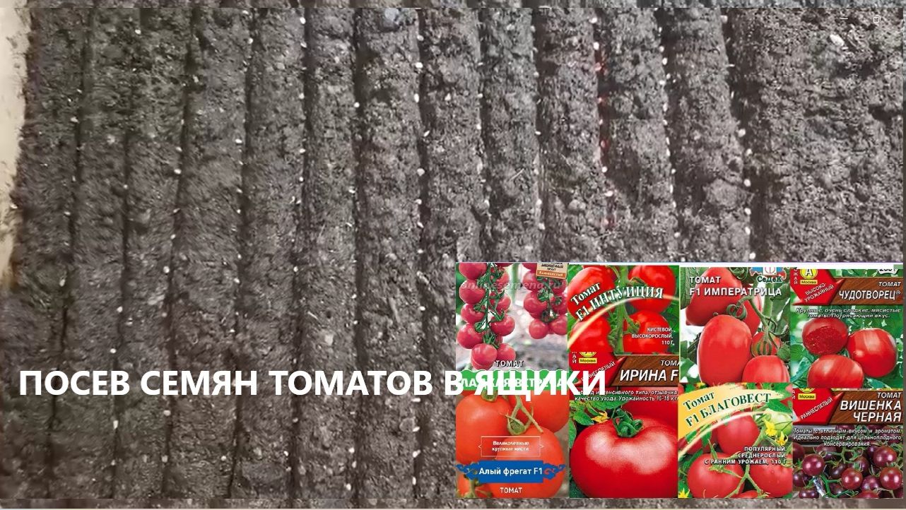 Посев семян томатов в ящик— классический способ выращивания рассады помидор.