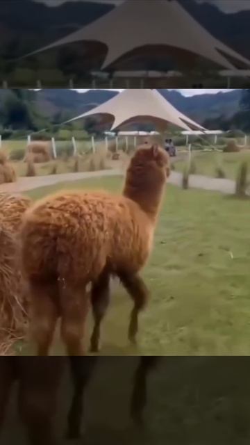 Если вы вдруг задумывались, как выглядит альпака без шерсти