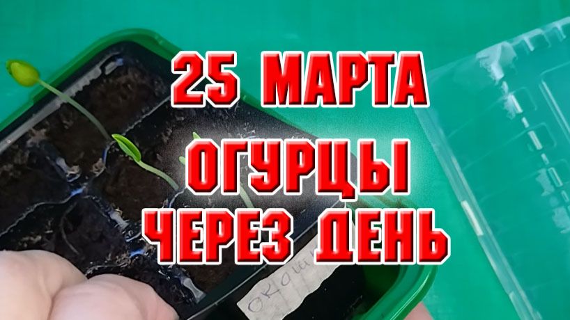 25 марта. Огурцы через день после кипятка