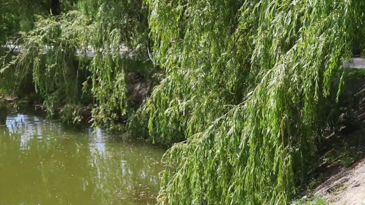 Не рубите вербу