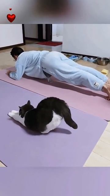 Самые умные кошки.😻Веселые котики. Коты хулиганы! Невероятные трюки! #кот #хулиган #трюк #short