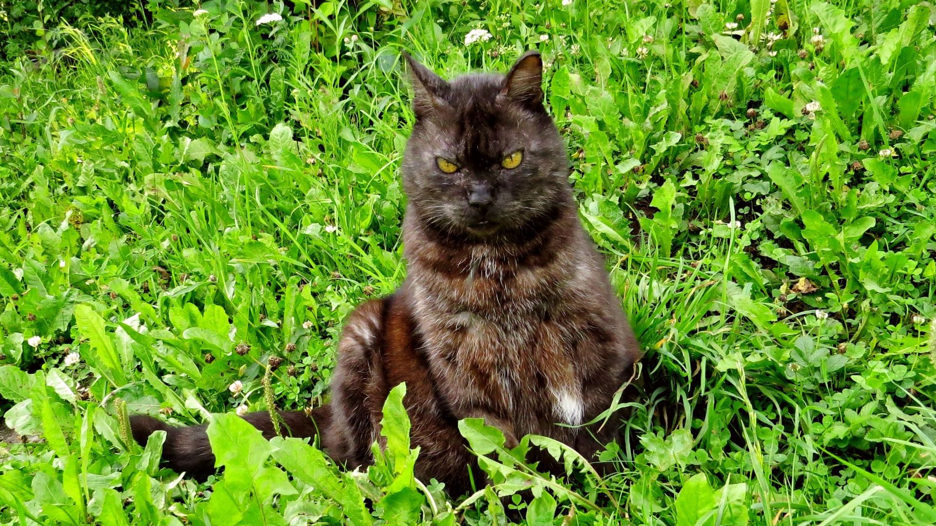 Вспоминая любимого кота