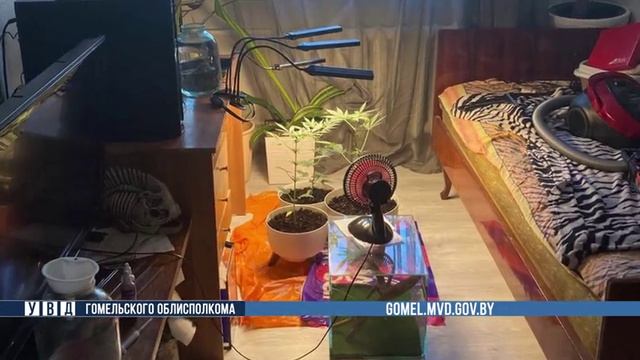 В Гомеле задержан наркоагроном