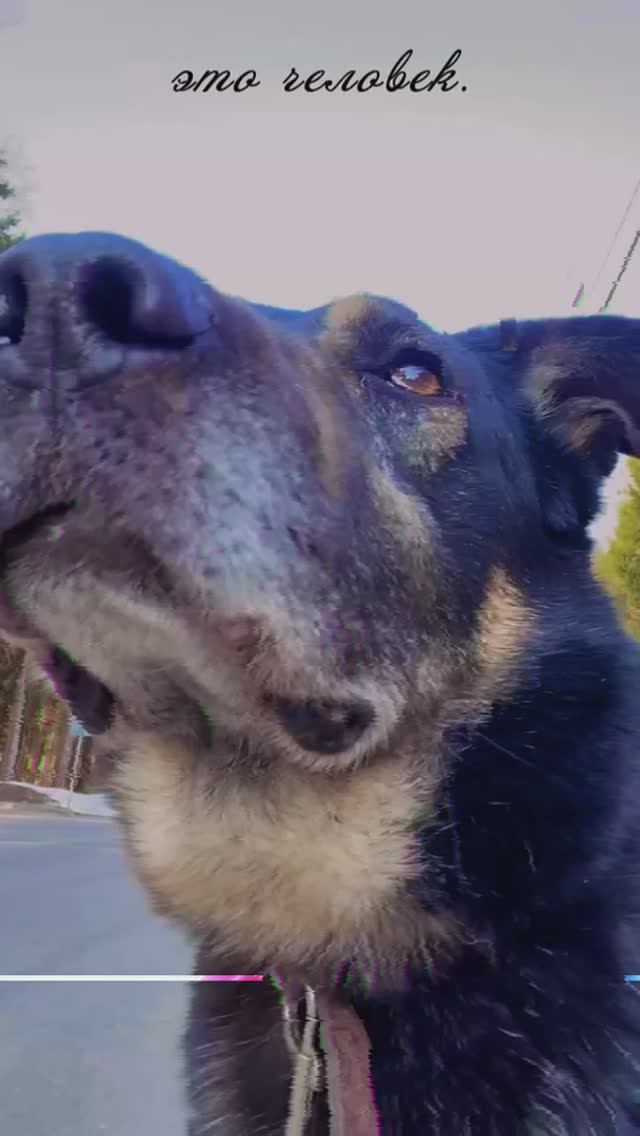 "Лучше, если..." ❥ Приют в Малинках #приютдляживотных