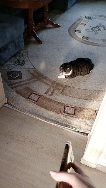 Играем с британским котом