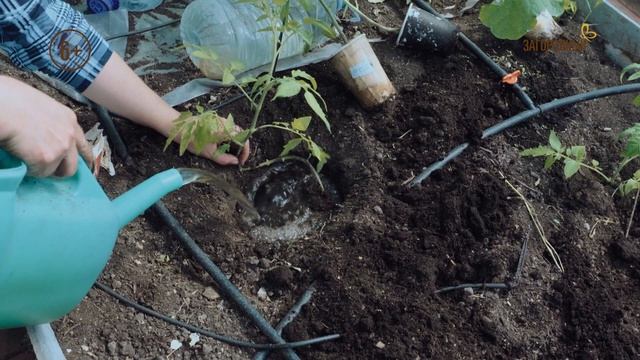Большой урожай с Самойловой. Анонс. Канал Загородный