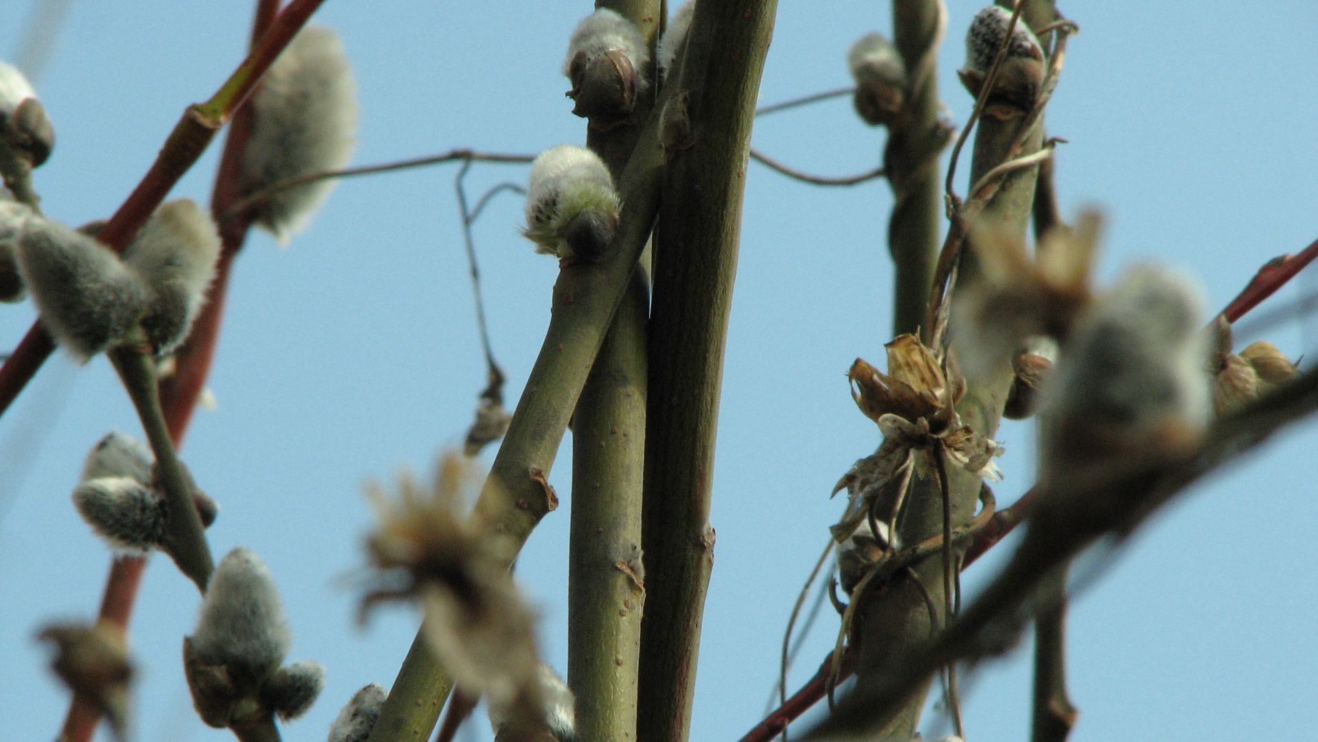 ПРОЩАЙ, ЗИМА! "И ВСЁ СЛУЧИТСЯ В ПЕРВЫЙ РАЗ!" - весенний клип из цикла «Поэзия земли нижегородской»