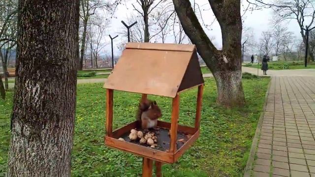 Майкоп. Белки в городском парке