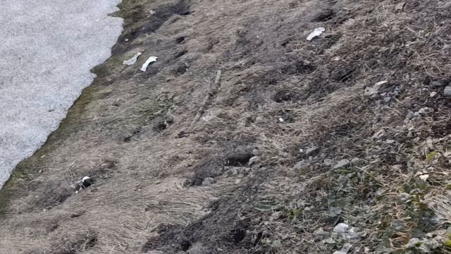 Весь спуск в мышиных норах у школы