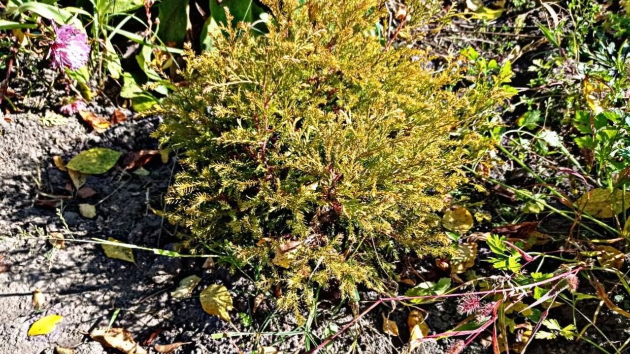 Пилим рубим @ Щепки летят