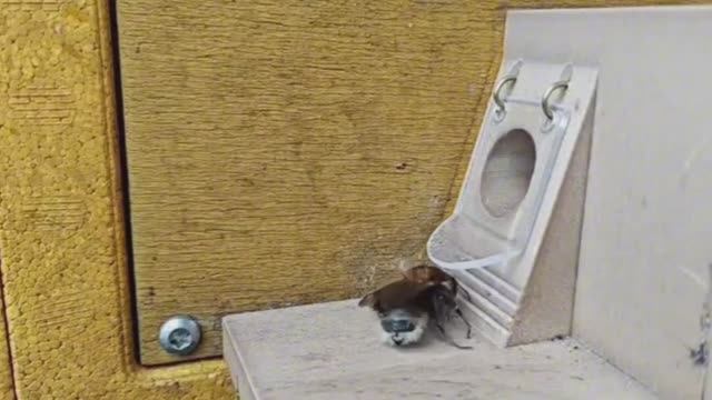 ШМЕЛЬ не может попасть ДОМОЙ