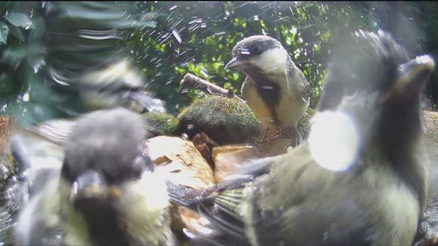 Слётки синиц принимают ванны / Фотоловушка в саду