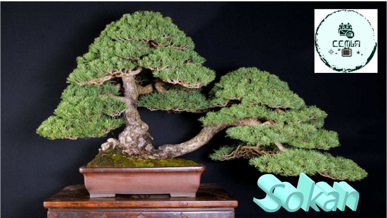 БОНСАЙ В СТИЛЕ СОКАН Sokan Отец и Сын