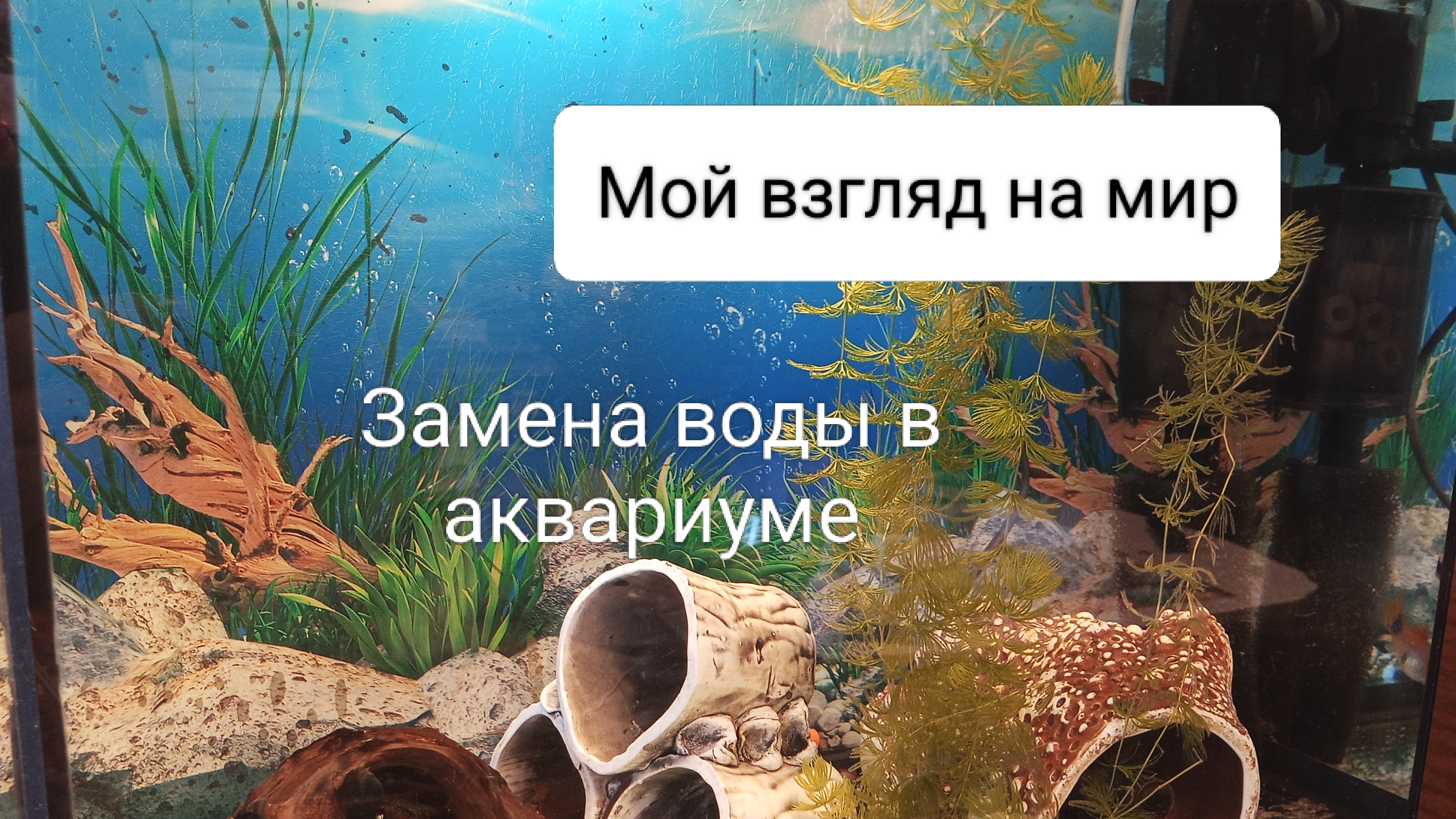 Замена воды в аквариуме 26-03-2026