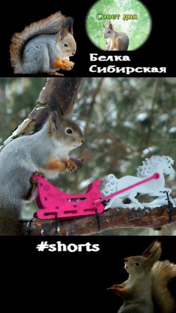 Белка сидит по-всякому на тройке