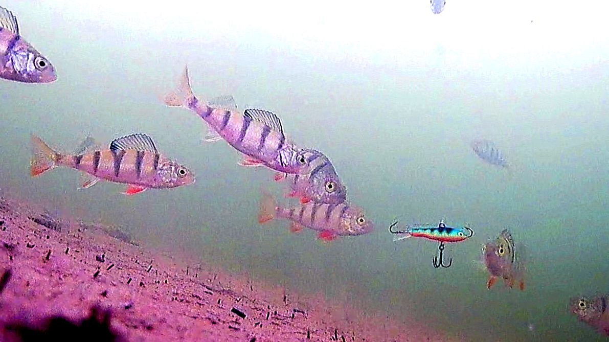 ОКУНИ и БАЛАНСИР. Рыбалка с ПОДВОДНОЙ КАМЕРОЙ и БЛЕСНОЙ.