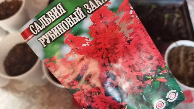 Работа с рассадой томатов, перцев и цветов. Как правильно пикировать сальвию (шалфей)