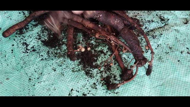 Слепые корни пионов, весна 2026 итоги