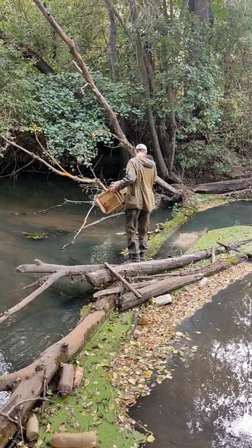 снимаем ловушки