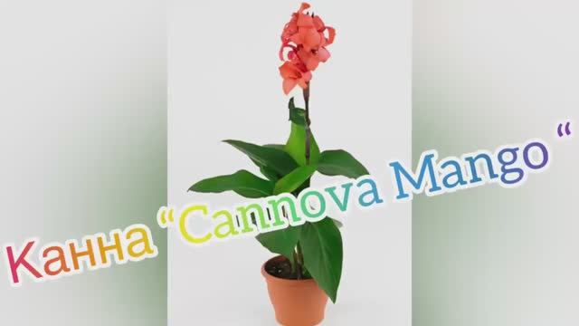 Канна из семян