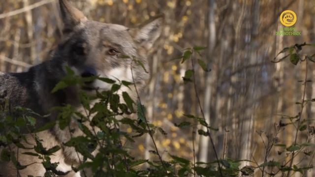 Беловежская пуща. Анонс. Канал В Мире Животных